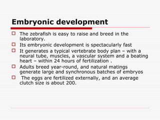 Zebra Fish- Genome, Morphology,Embryonic Development, A model organism ...