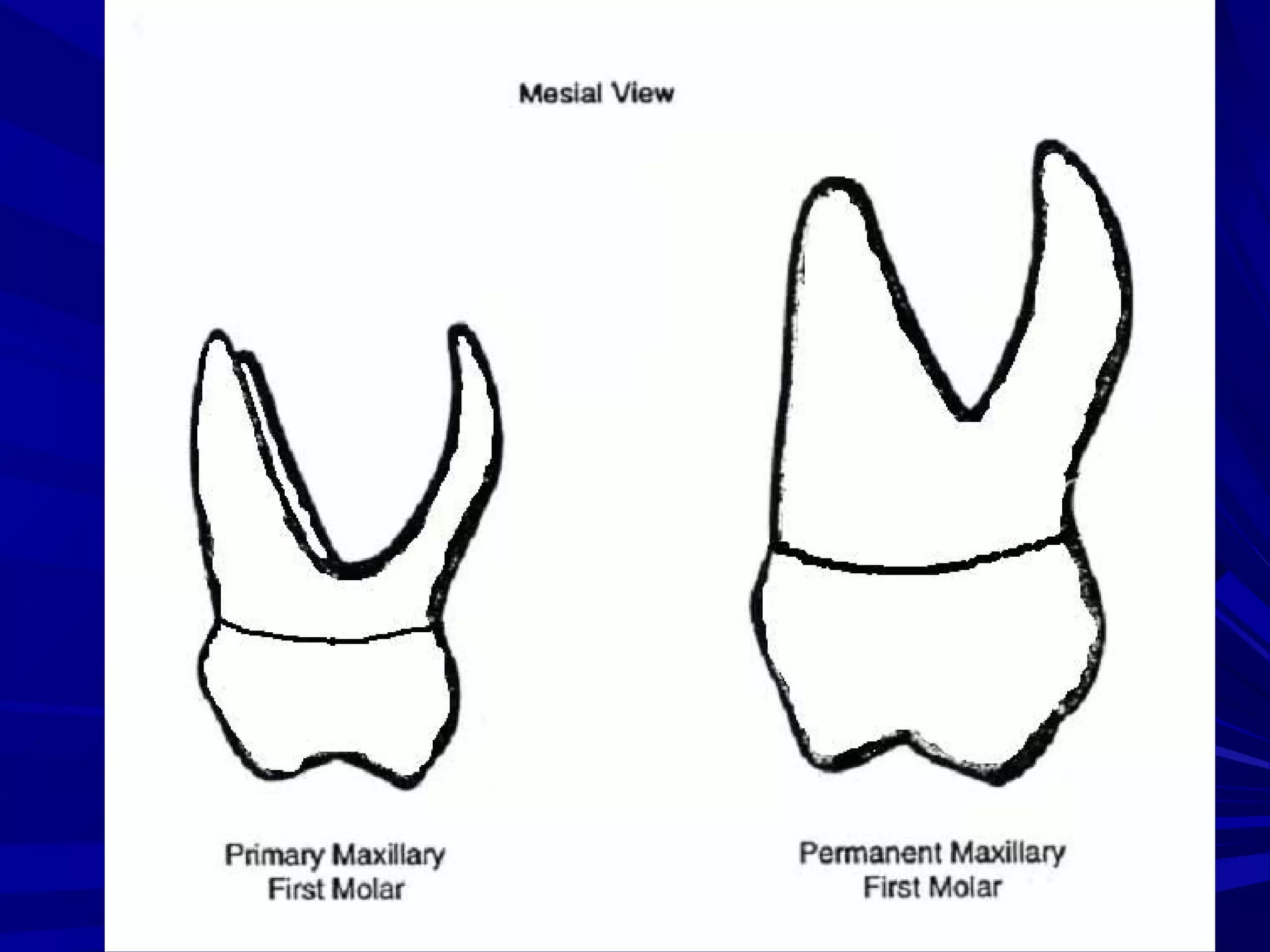 Primary teeth and occlusion | PPT