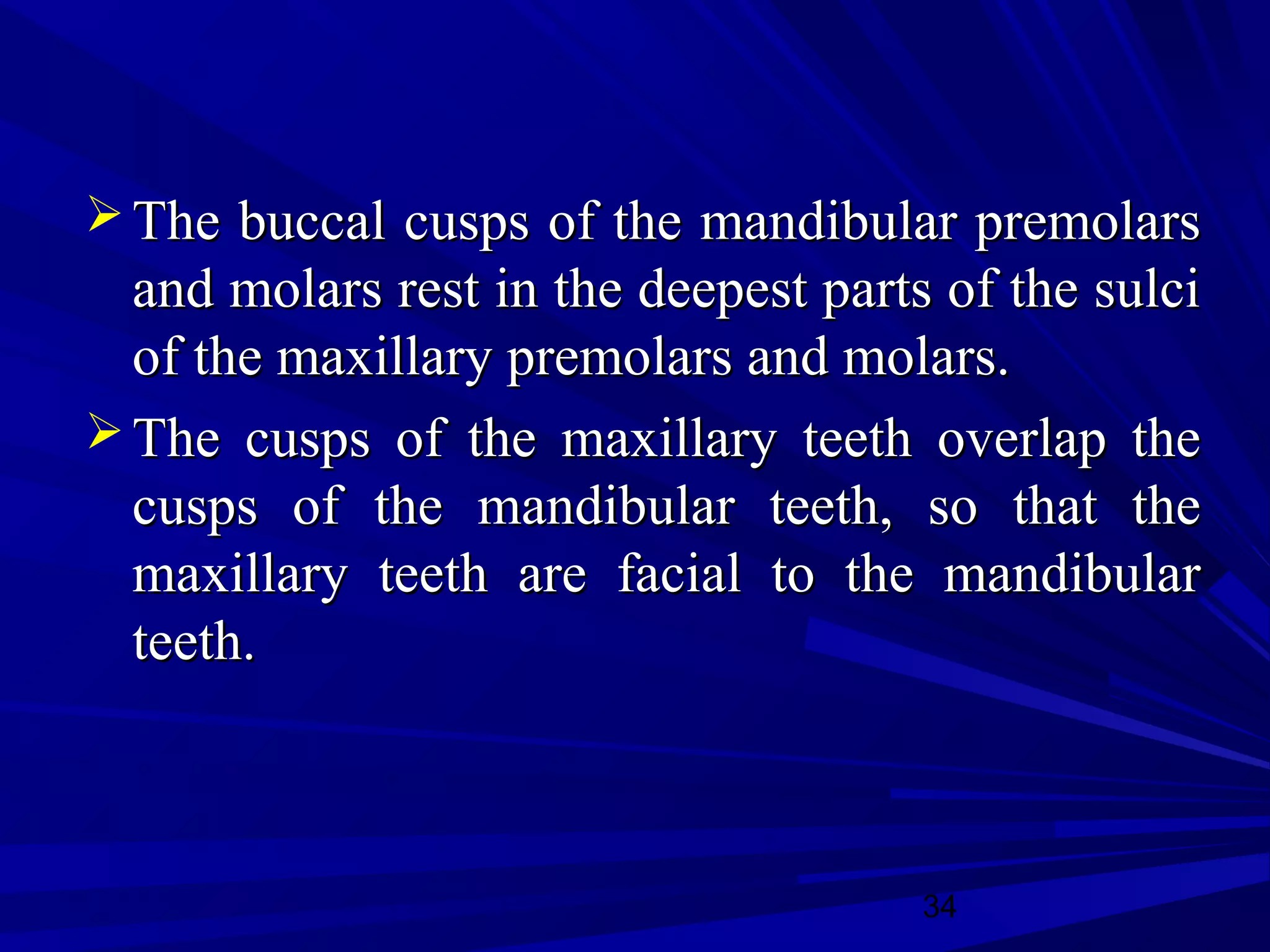 Primary teeth and occlusion | PPT