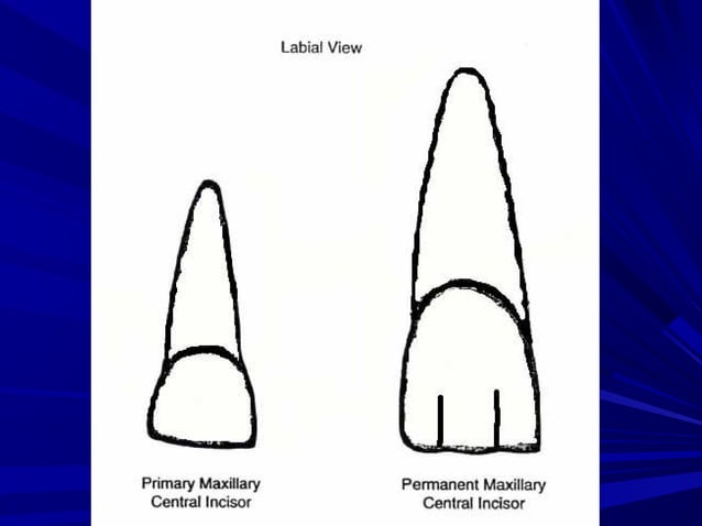 Primary teeth and occlusion | PPT | Dental Health | Diseases and Conditions