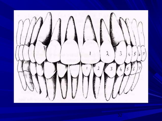 Primary teeth and occlusion | PPT | Dental Health | Diseases and Conditions