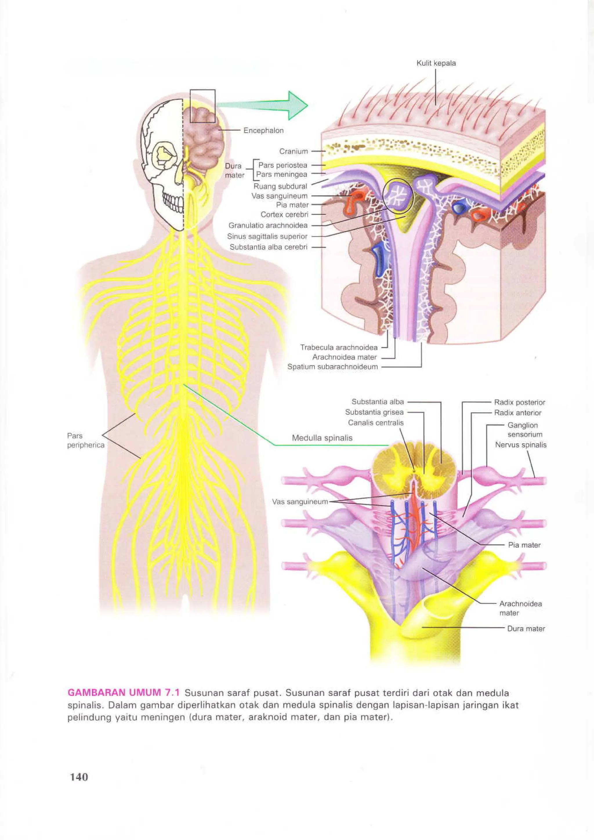 Bab_6_Jaringan_Otot-Bab_6_Jaringan_Otot.pdf