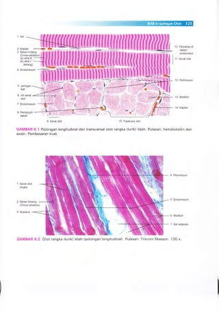 Bab_6_Jaringan_Otot-Bab_6_Jaringan_Otot.pdf