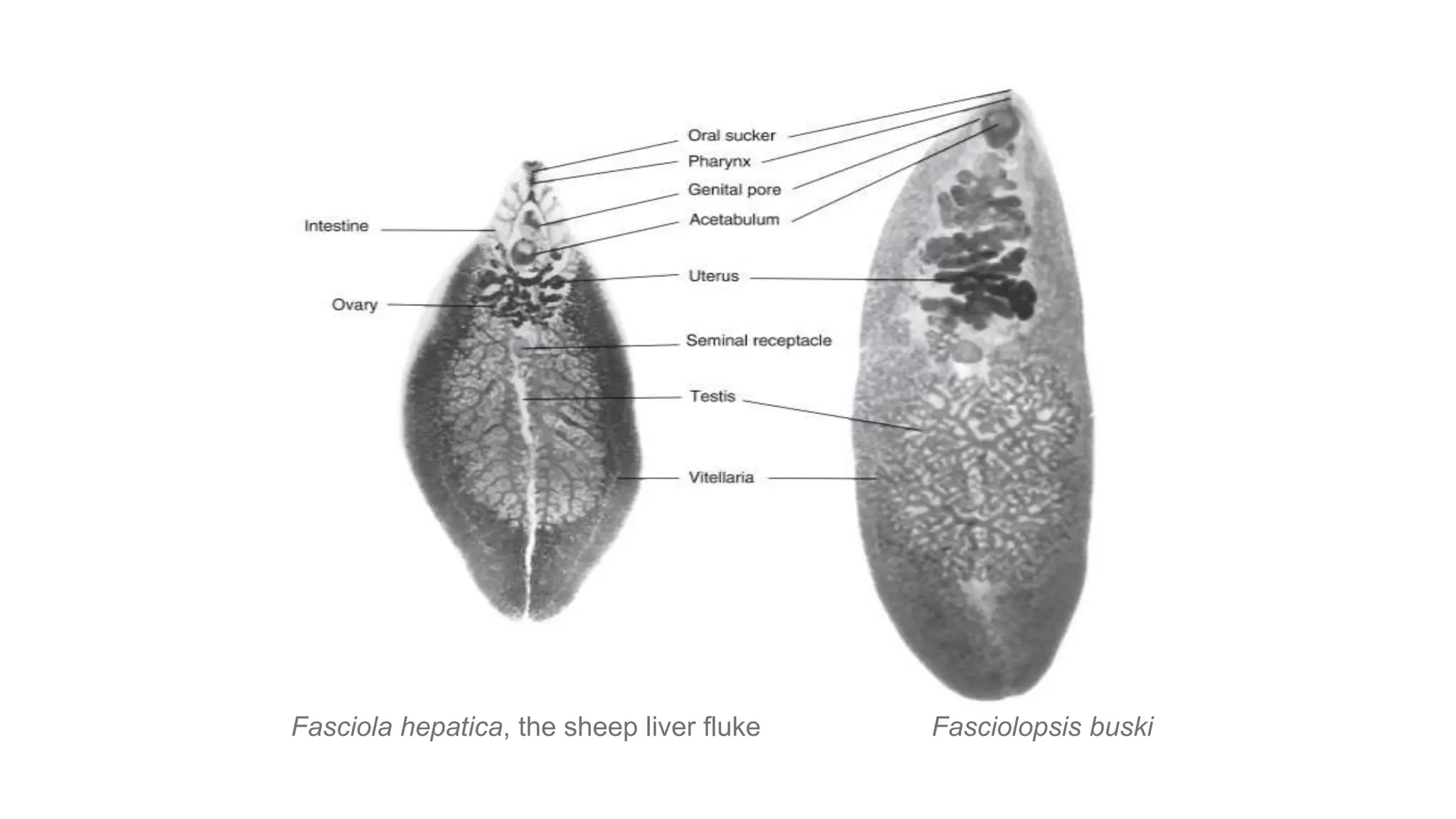 HERMAPHRODITIC_FLUKES_LIVER_FLUKES-Fasciola.pptx