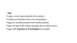 HERMAPHRODITIC_FLUKES_LIVER_FLUKES-Fasciola.pptx