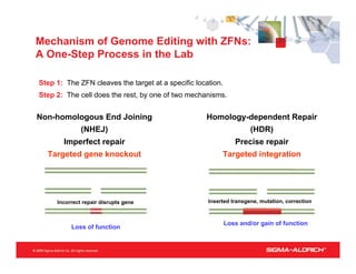 Zfn Compozr Mammalian Cle | PDF