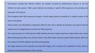 ZFNsand TALEs Proteins.pptx