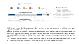 ZFNsand TALEs Proteins.pptx