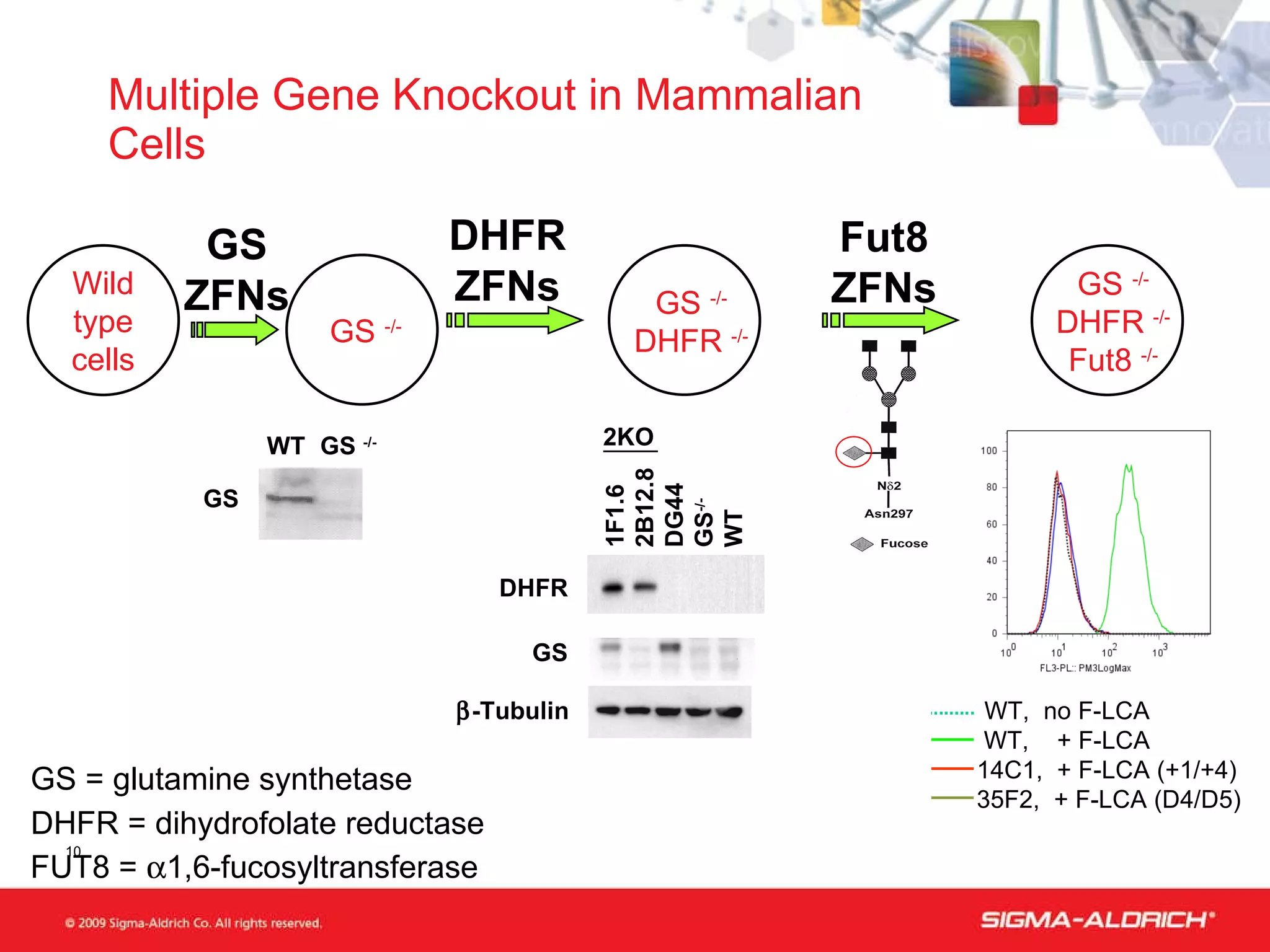 Zfn Technology Overview | PPT