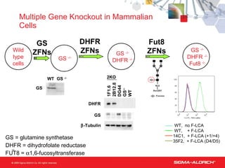 Zfn Technology Overview | PPT