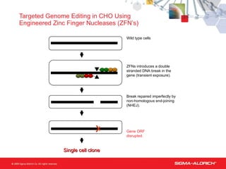 Zfn Technology Overview | PPT