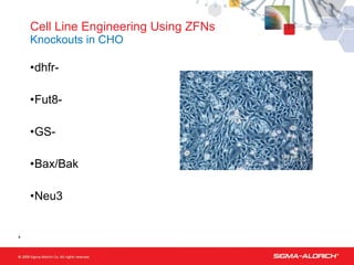 Zfn Technology Overview | PPT