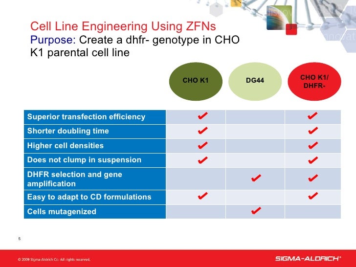 Zfn Technology Overview