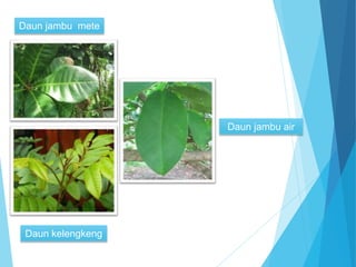 daun | PPTX