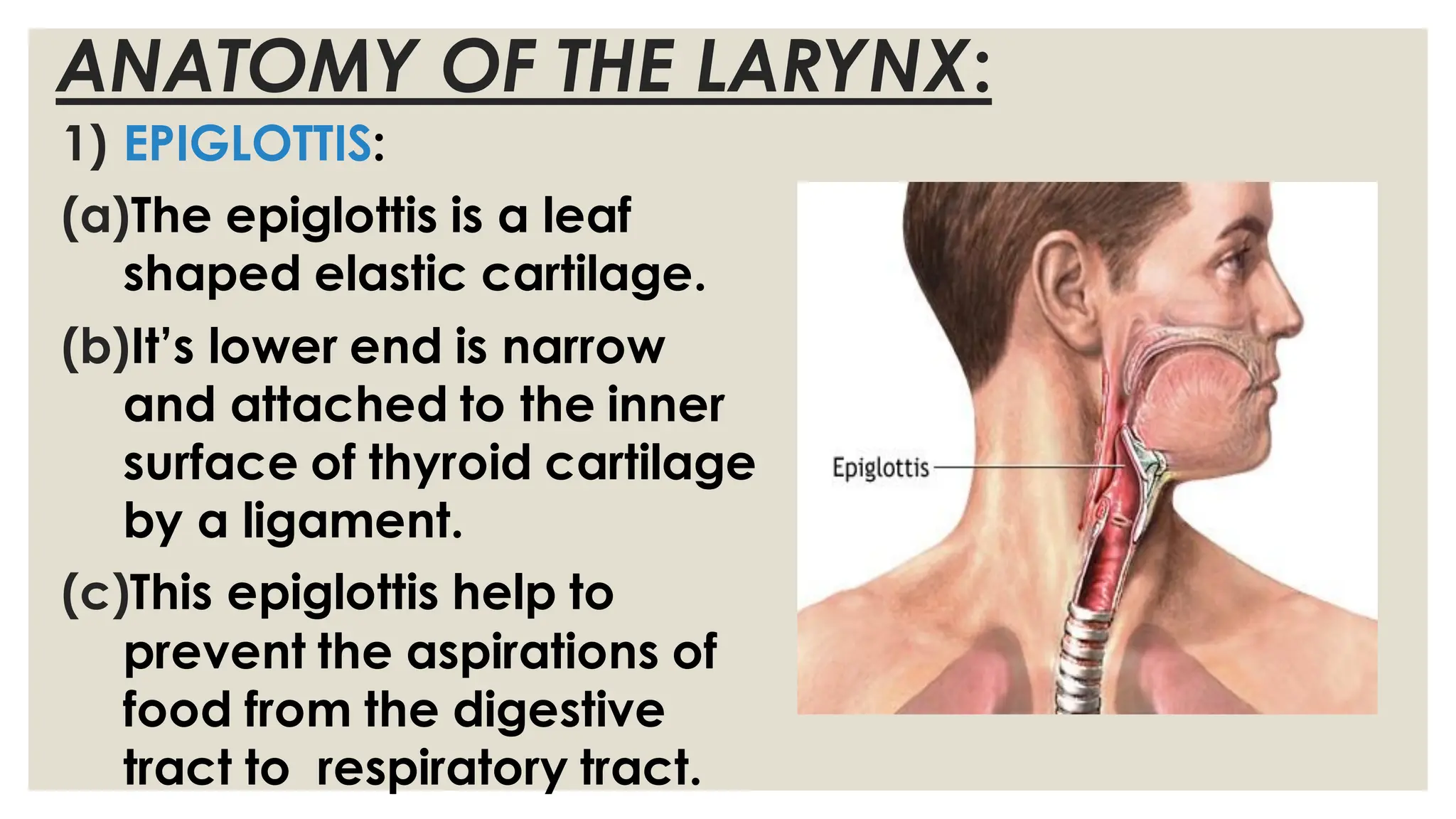 Laryngeal Cancer/Larynx cancer description including introduction ...