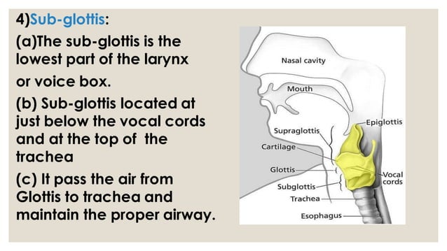 Laryngeal Cancer/Larynx cancer description including introduction ...