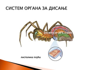 Zglavkari - rakovi | PPTX