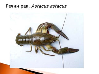 Zglavkari - rakovi | PPTX