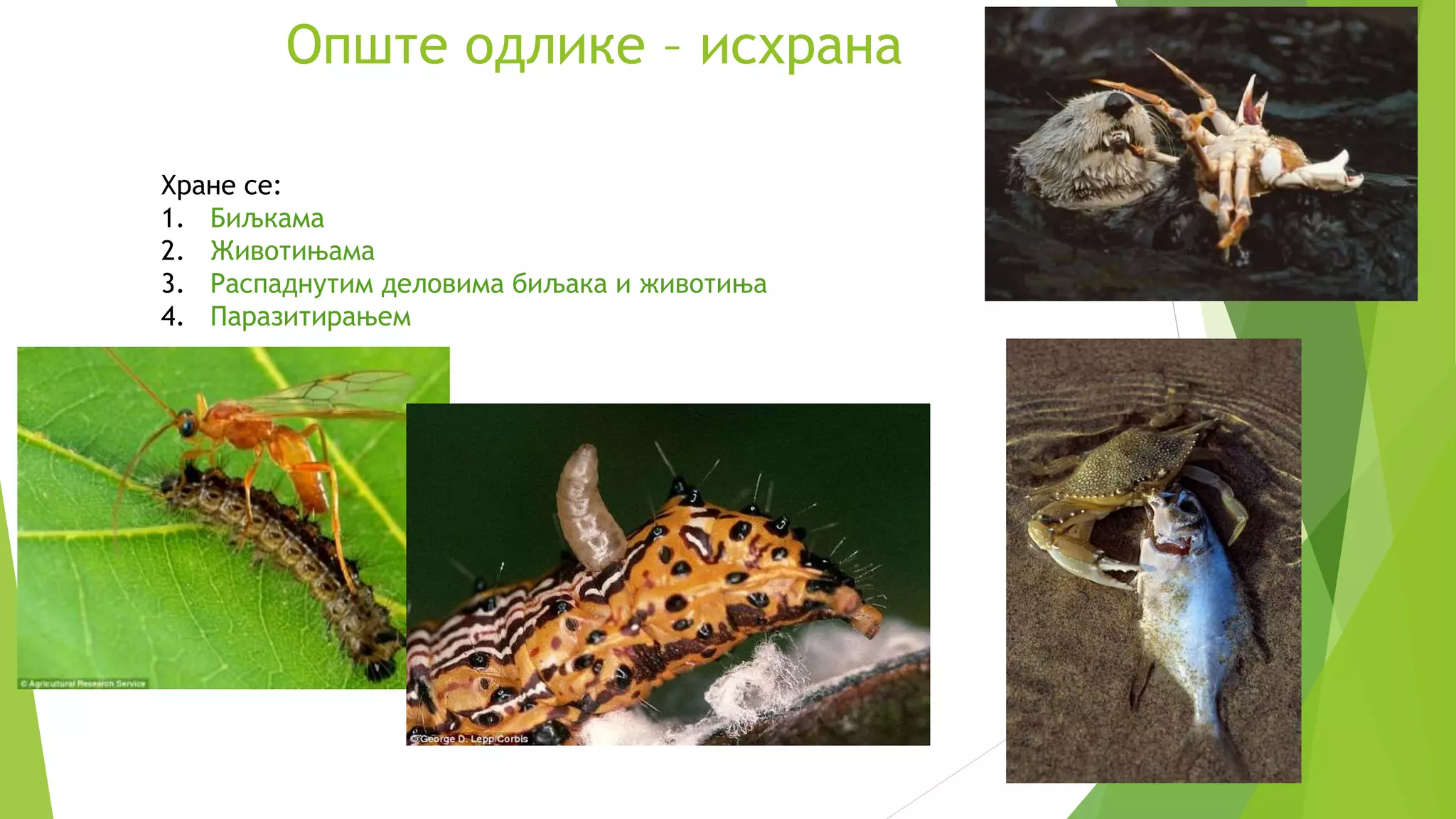 Зглавкари - Zglavkari | PPTX