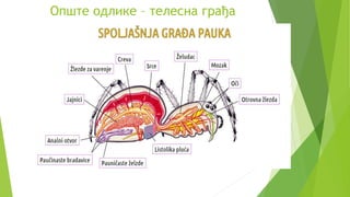 Зглавкари - Zglavkari | PPTX