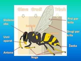 Zglavkari ponavljanje | PPTX