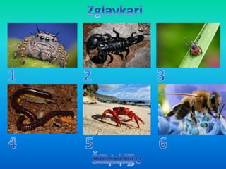 Zglavkari ponavljanje | PPTX