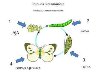 Zglavkari ponavljanje | PPTX