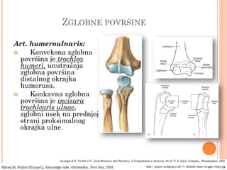 Zglob lakta art. cubiti elbow joint | PDF