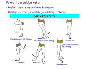 Zglobovi | PPT
