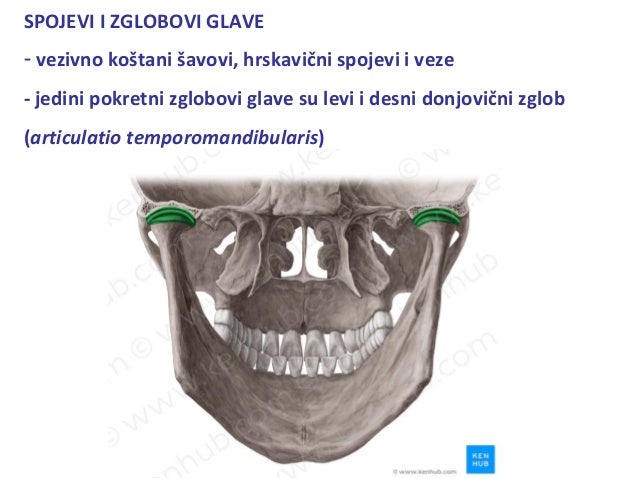 Zglobovi