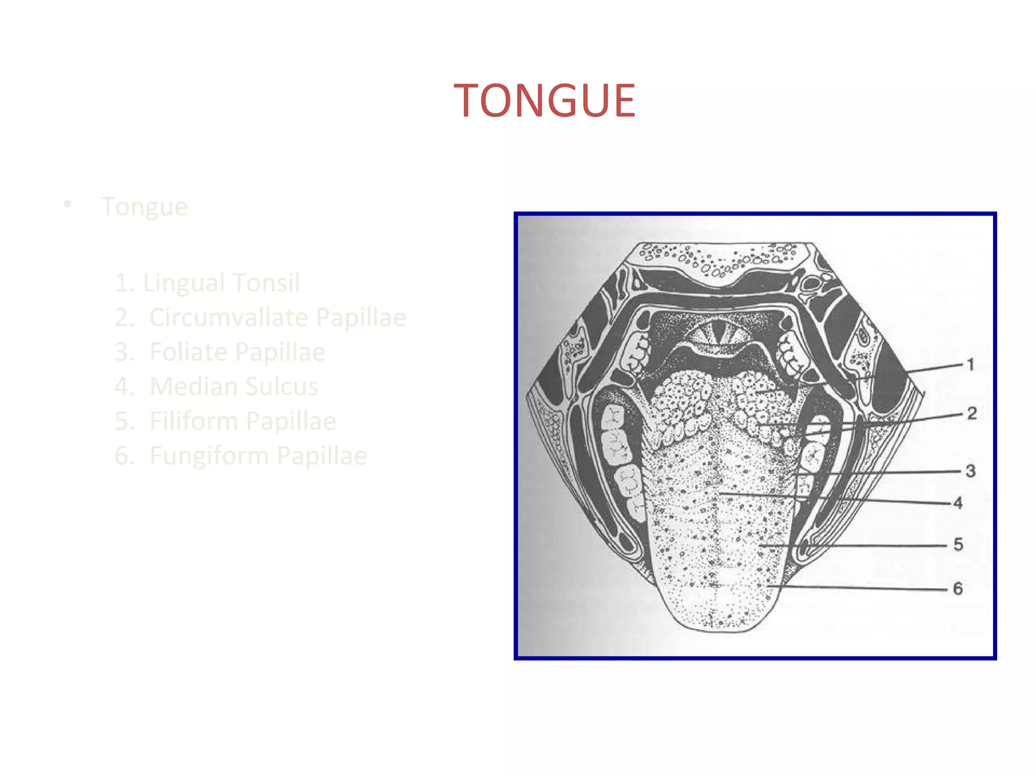 Examination of the oral cavity | PPT
