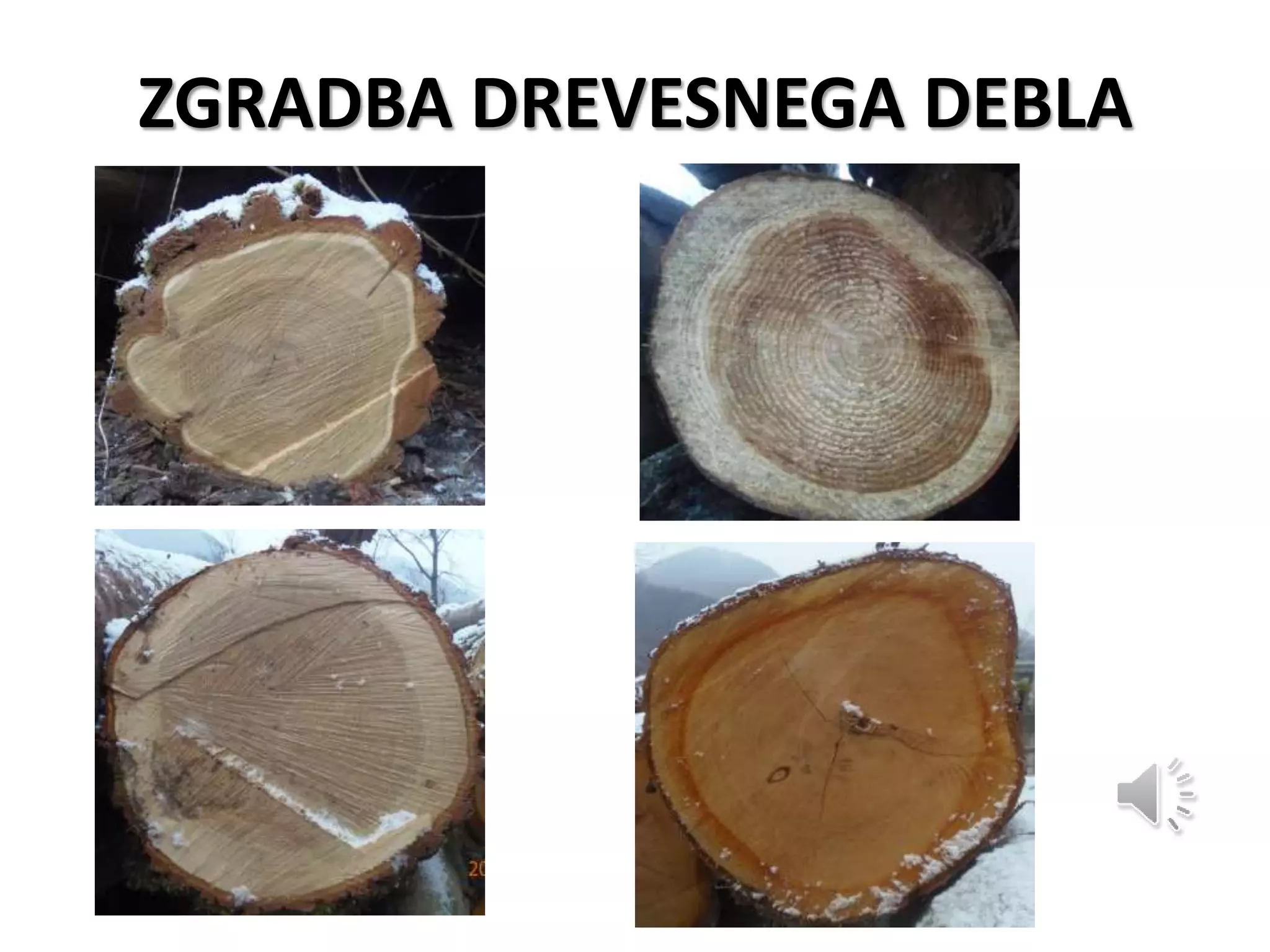 Zgradba drevesnega debla | PPTX