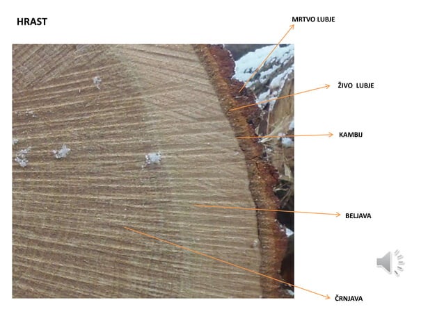 Zgradba drevesnega debla | PPTX