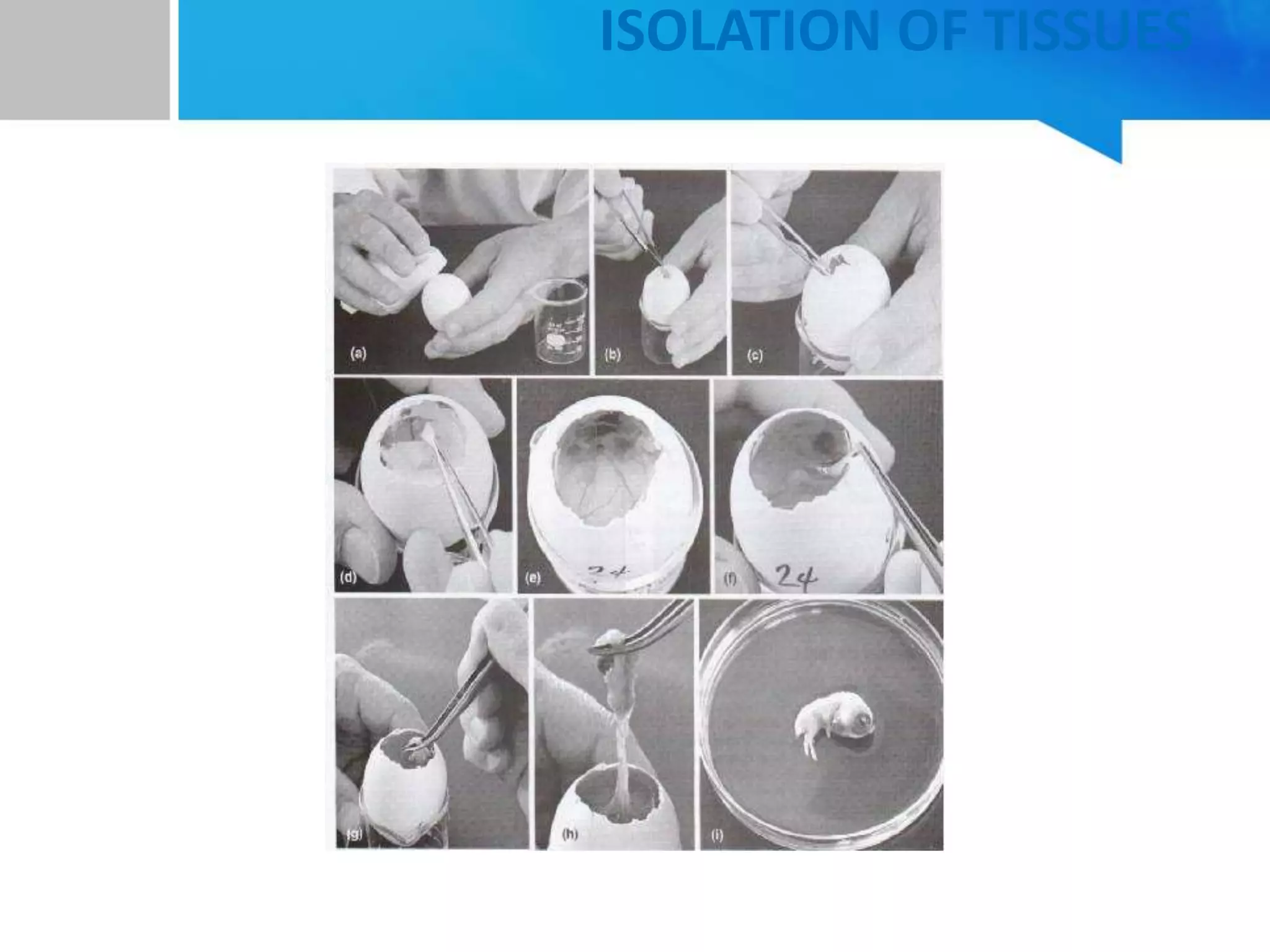 Cell line development ol | PPTX