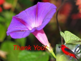 English: Dr. Ying Zhang | PPT