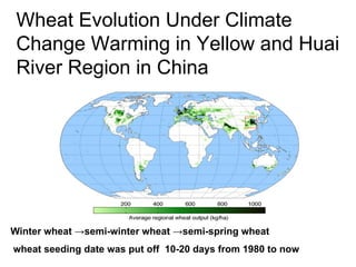 Zhang Zhengbin — Wheat evolution under climate chang warming | PDF
