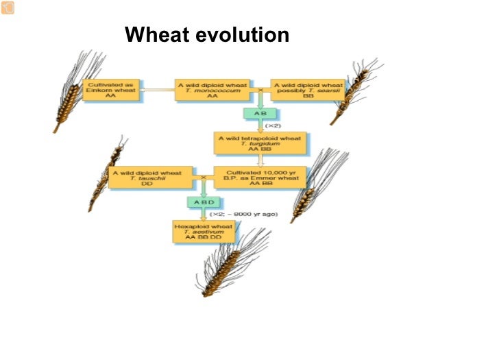 Zhang Zhengbin — Wheat evolution under climate chang warming