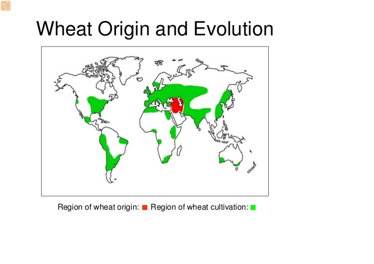 Zhang Zhengbin Wheat Evolution Under Climate Chang Warming