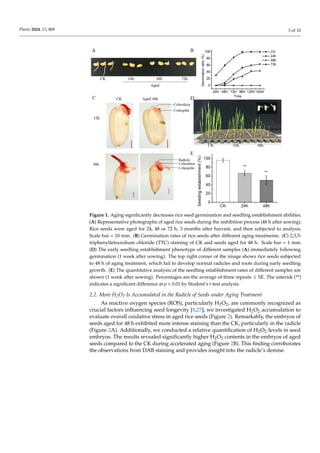 ABA Inhibits Rice Seed Aging by Reducing | PDF