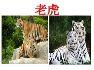 Animal around us | PPTX