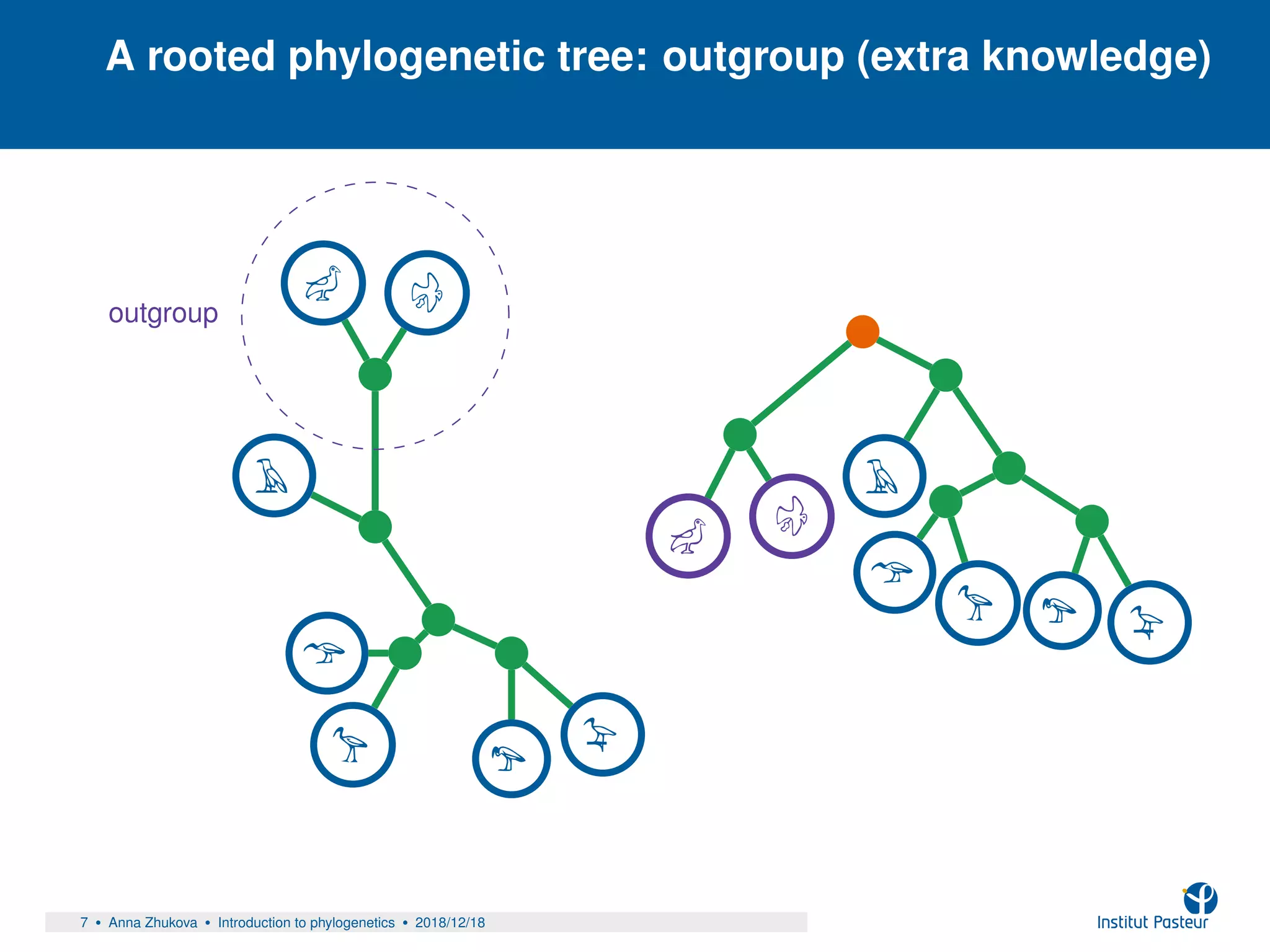 Introduction to Phylogenetics | PDF