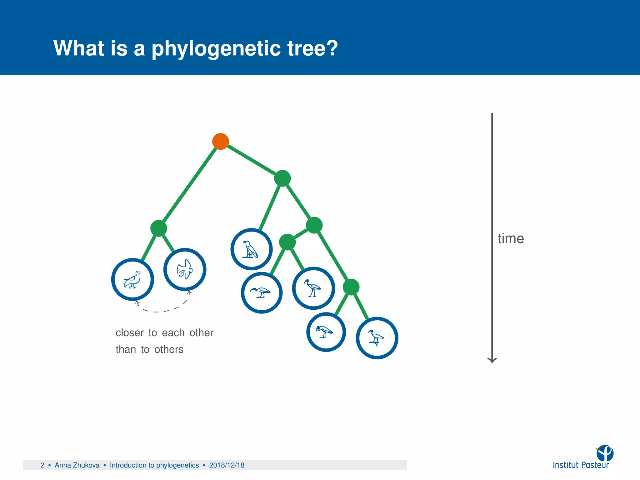 Introduction to Phylogenetics | PDF