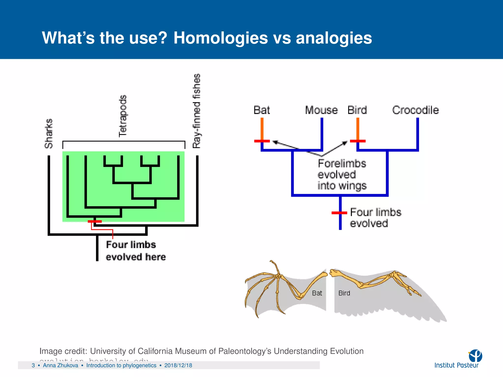 Introduction to Phylogenetics | PDF
