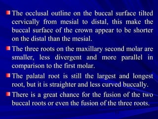 Maxillary second and third molars | PPT