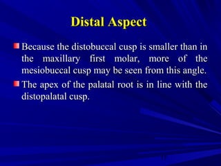 Maxillary second and third molars | PPT