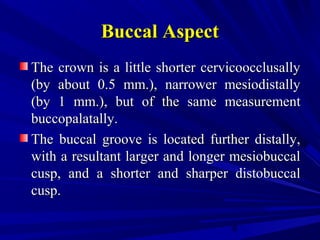 Maxillary second and third molars | PPT