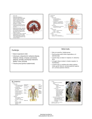 Zidovi grudnog kosa | PDF