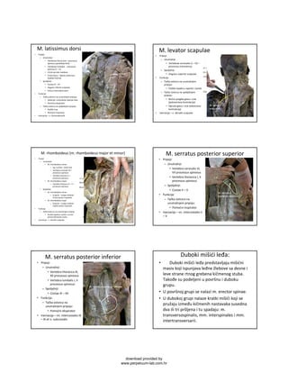 Zidovi grudnog kosa | PDF