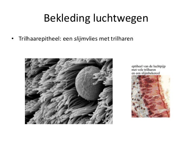 Pathologie tractus respiratorius (ziekte ademhalingsstelsel)