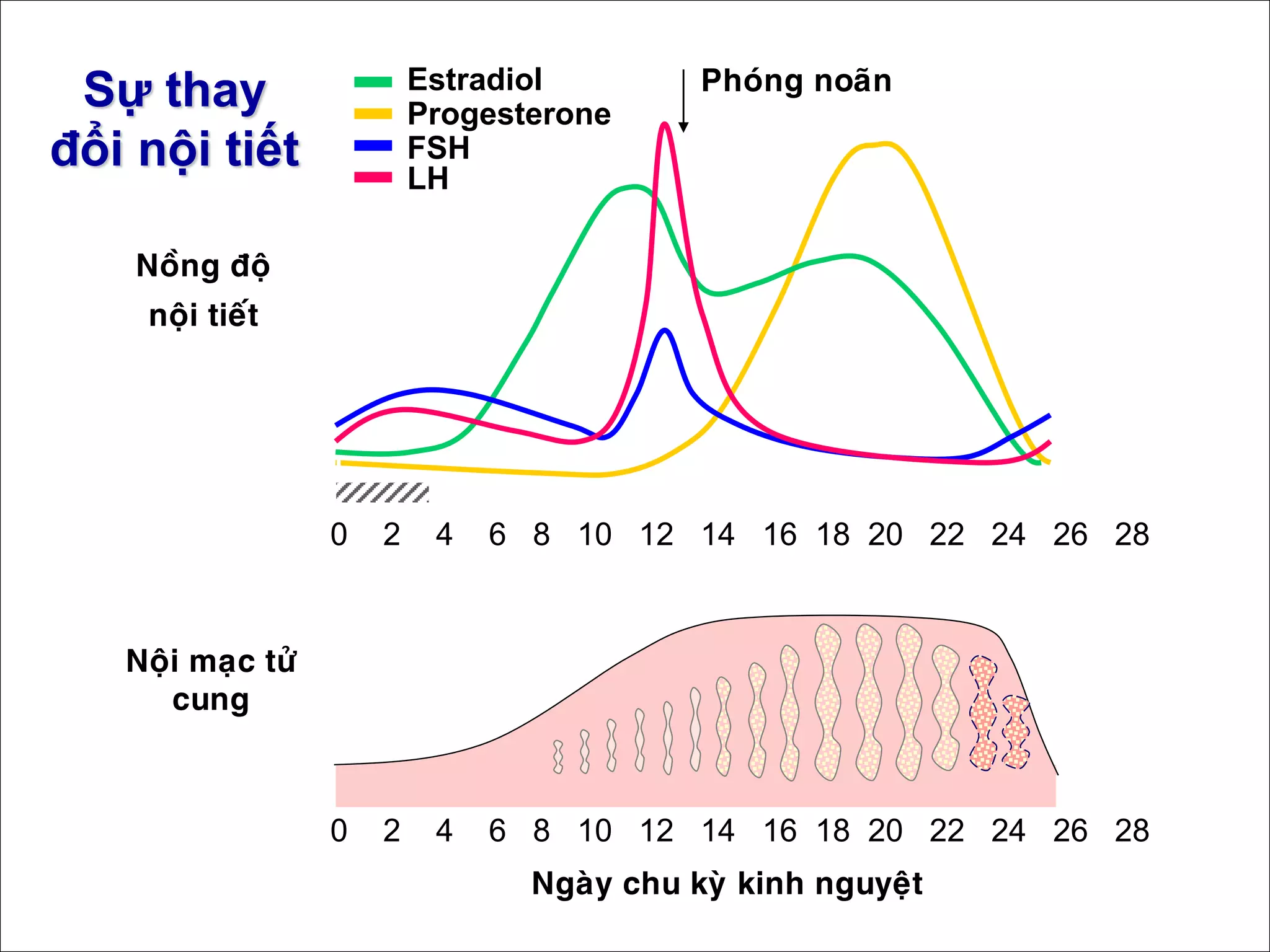 XUẤT HUYẾT TỬ CUNG BẤT THƯỜNG TRONG ĐỘ TUỔI SINH SẢN | PDF